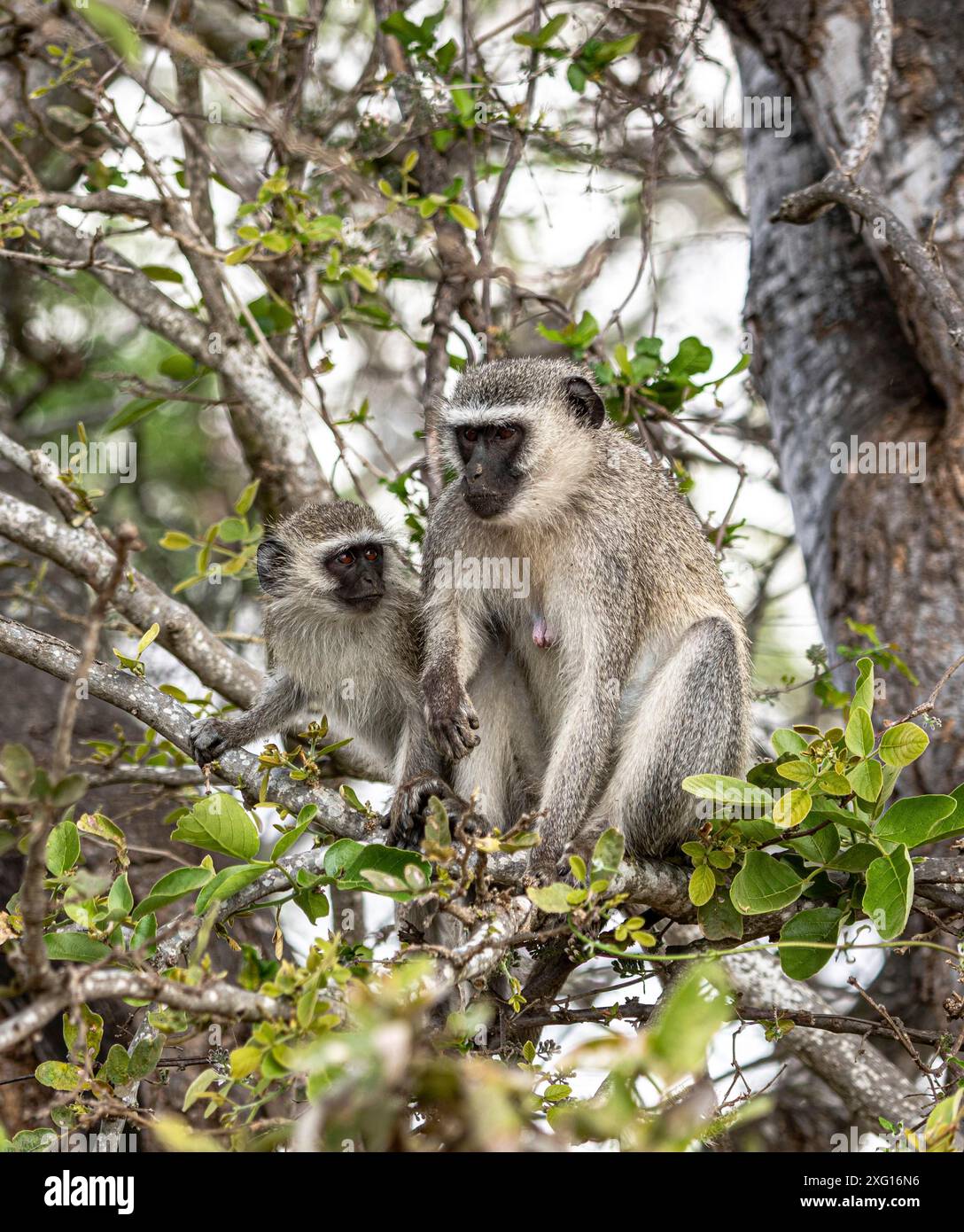 Vervet Monkeys (Chlorocebus Pygerythrus) sitting in a tree. Kruger ...