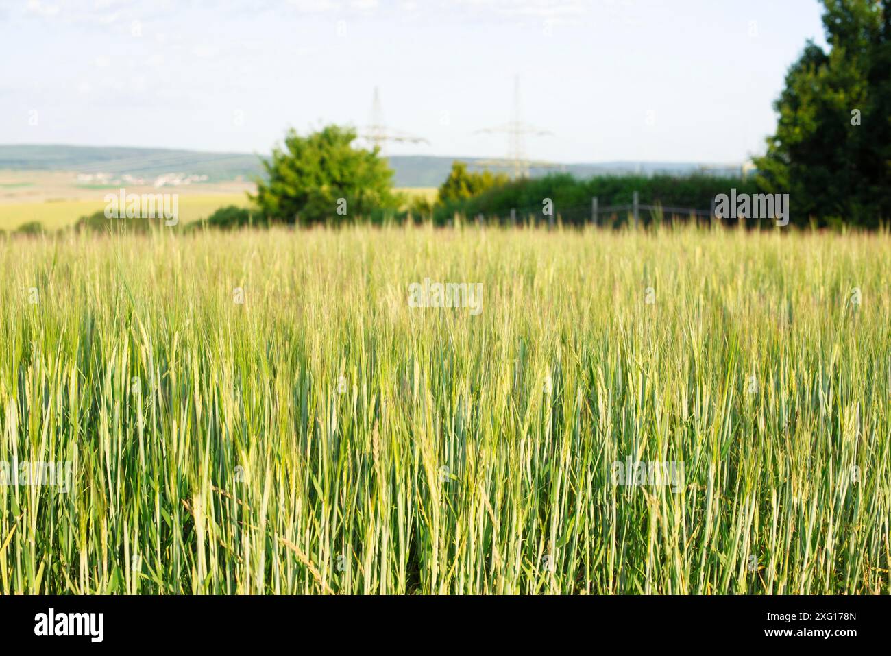 Field with cultivated wheat in Germany, harvest in the summer ...
