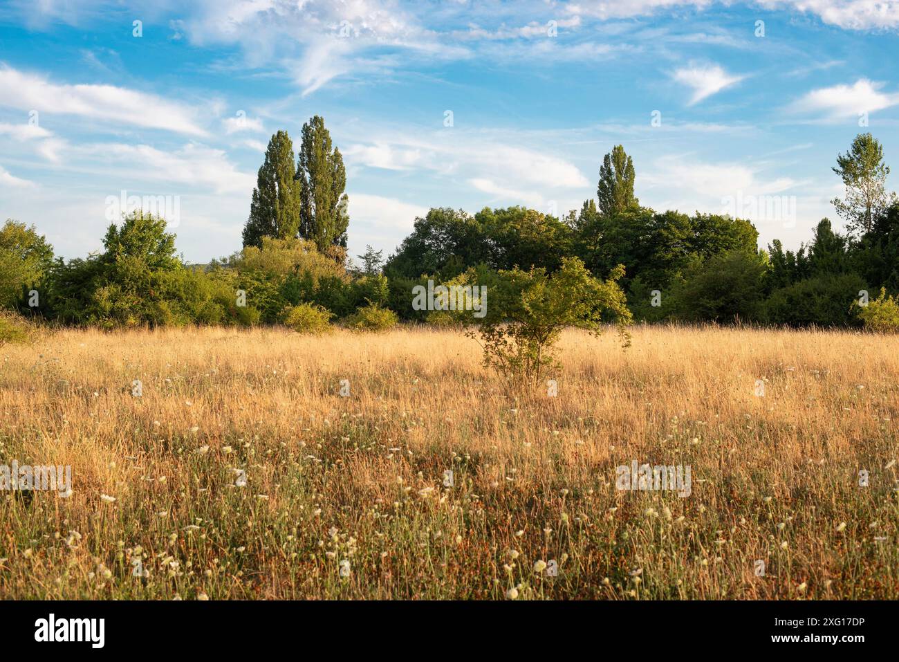 Landscape with trees in Germany in the summer, dry meadow caused by ...