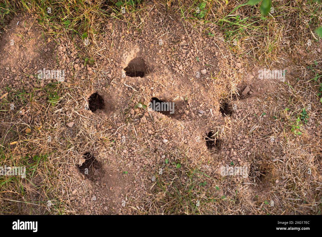 Many small mice holes in the ground, animal habitat in the grassland ...