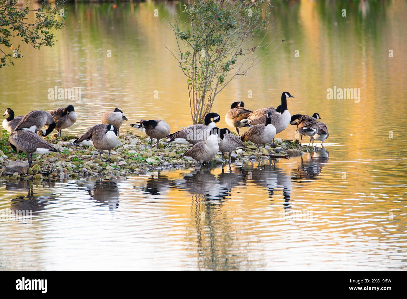 Group of canadian goose in the wetland Haff Reimech in Luxembourg ...