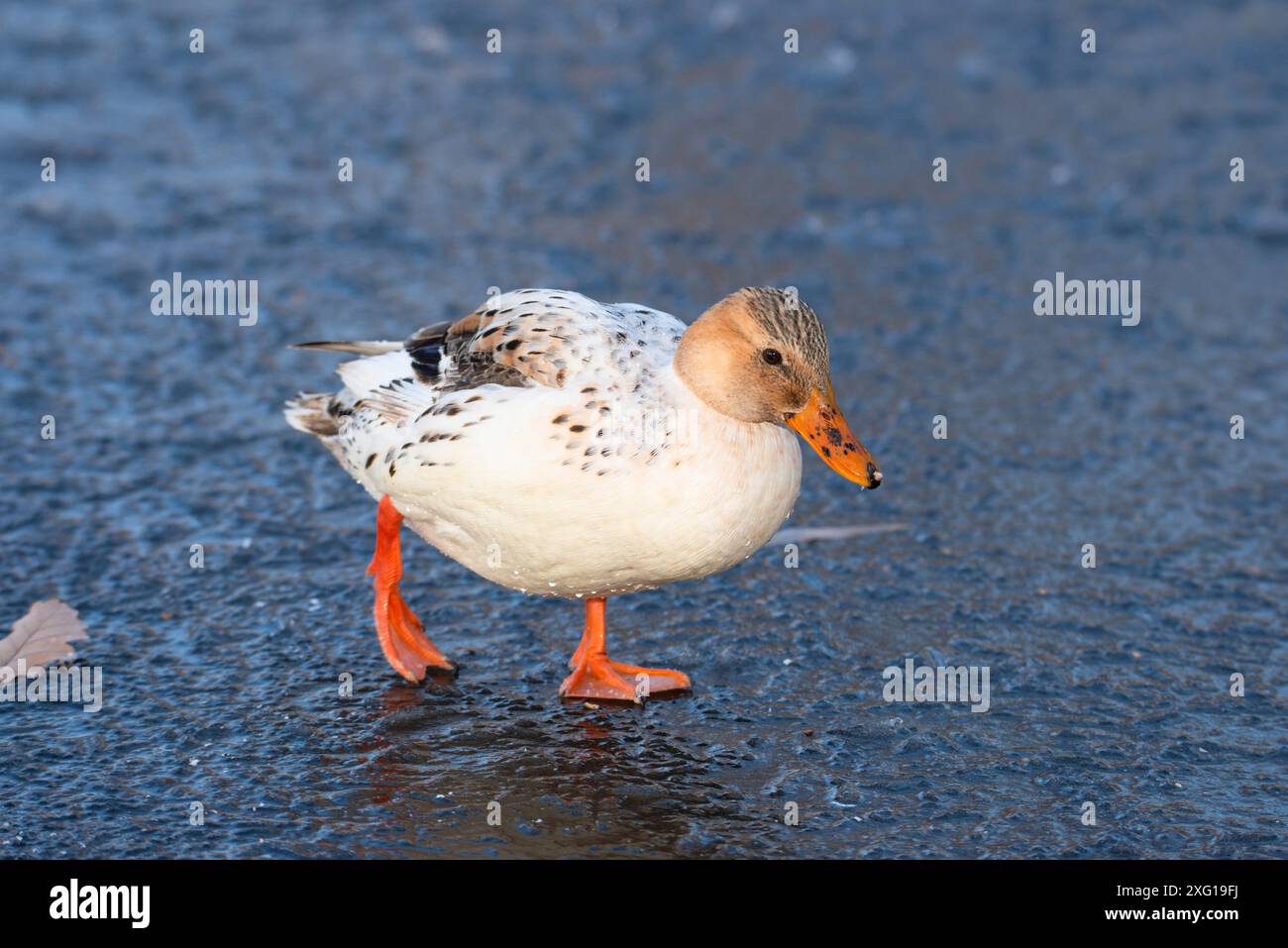 Hybrid albino mallard duck, anas platyrhynchos, waddle on frozen and ...