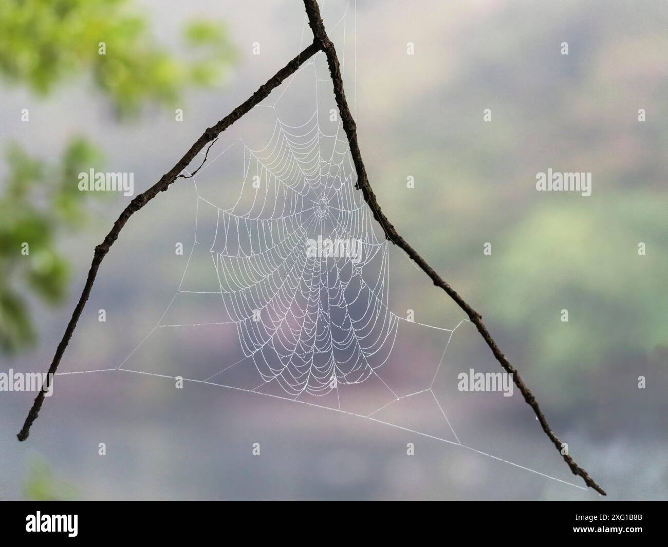 Cobweb branches hi-res stock photography and images - Alamy