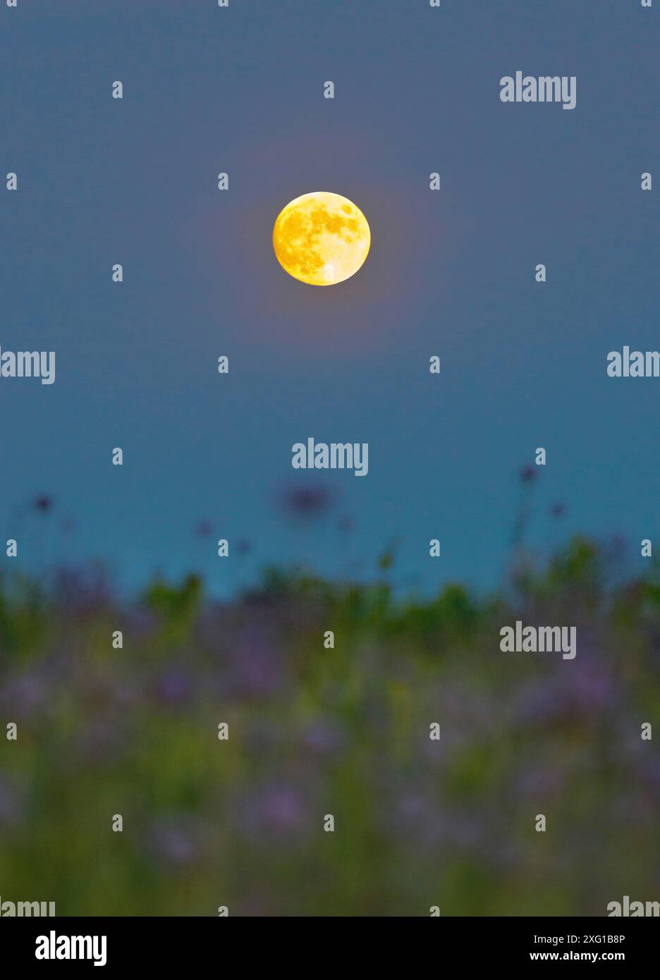 Moonlight on garden hi-res stock photography and images - Alamy