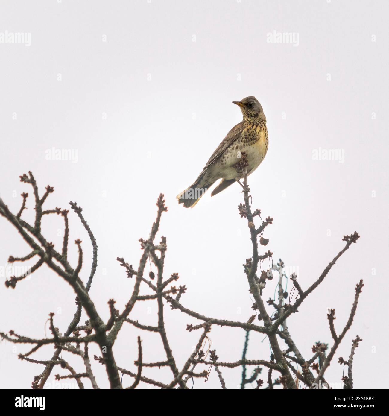 Song thrush on a branch of a cherry tree Stock Photo - Alamy