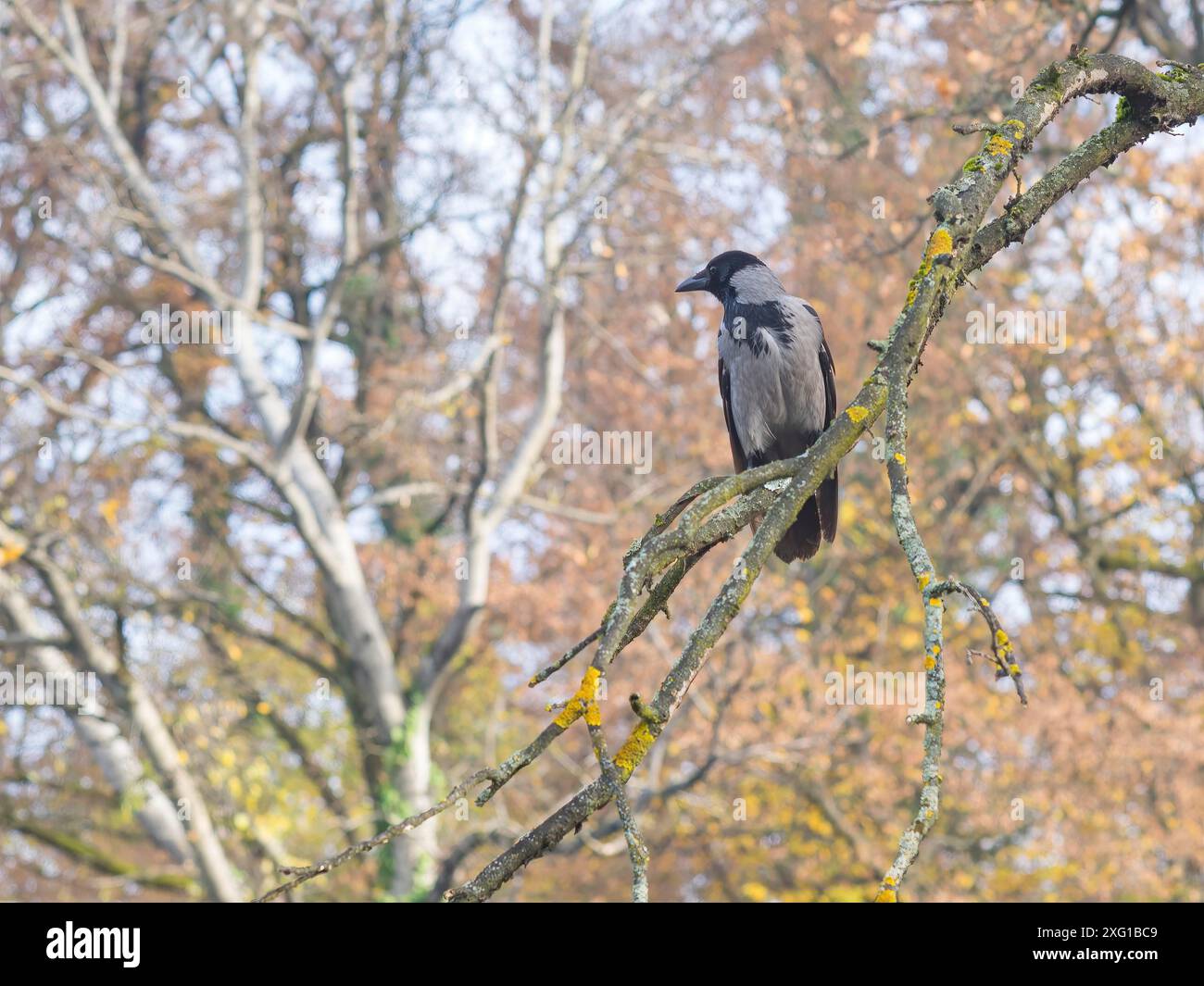 Perching in the tree hi-res stock photography and images - Alamy