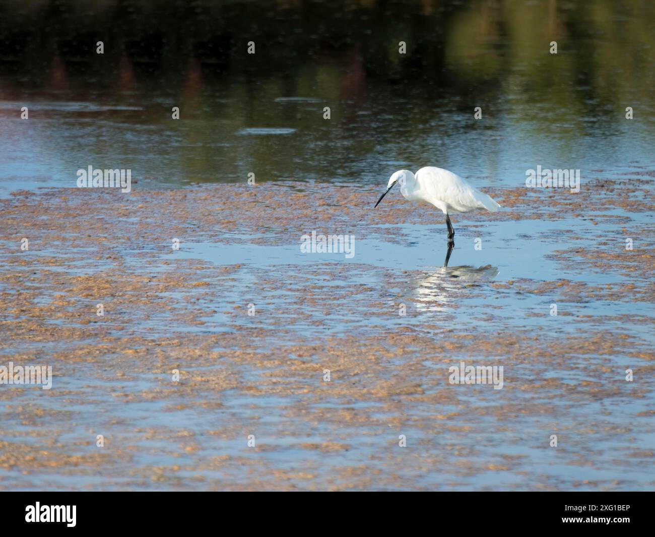 Real wildlife hi-res stock photography and images - Alamy