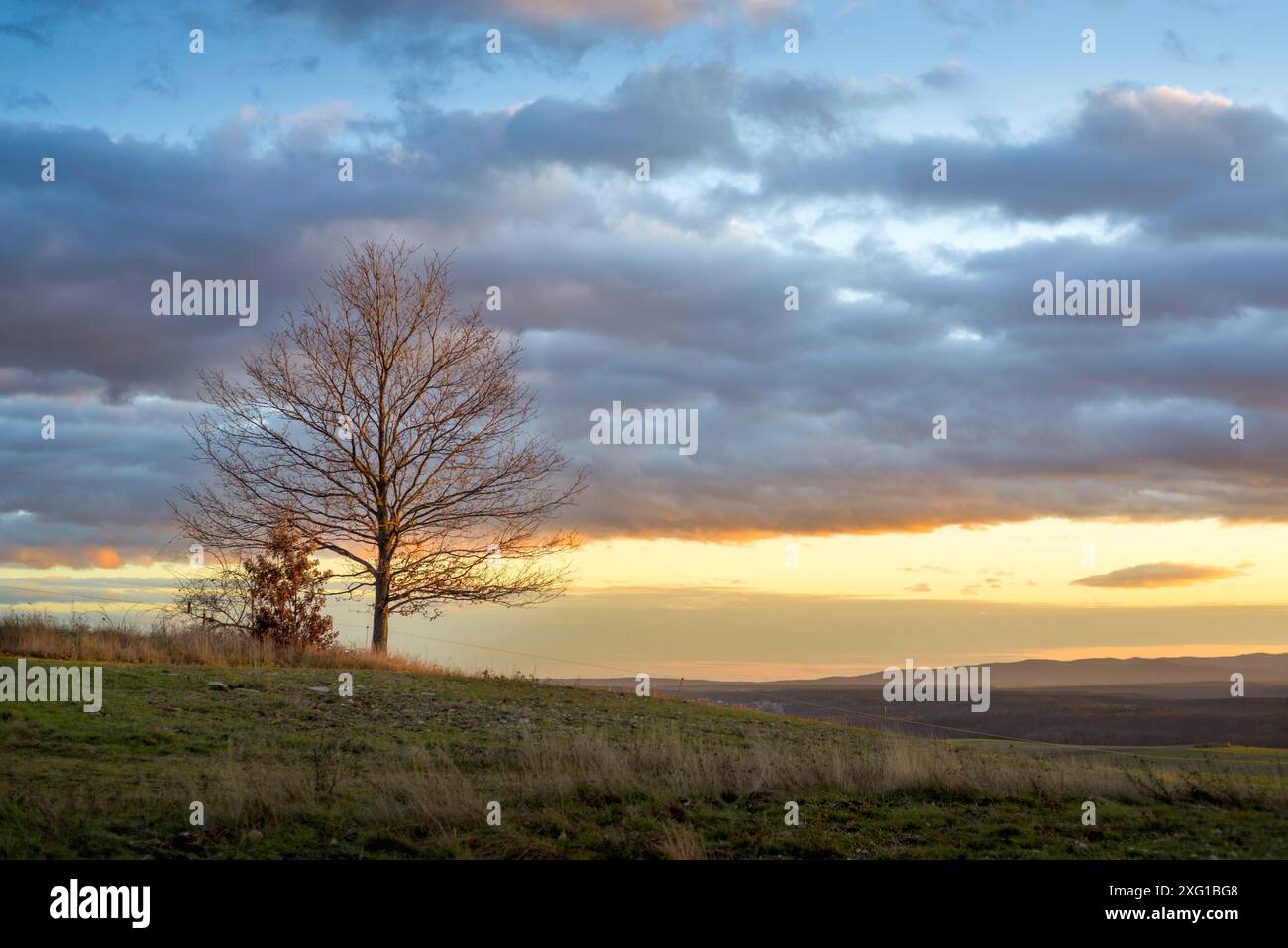 Big green tree in a field, dramatic clouds Stock Photo - Alamy