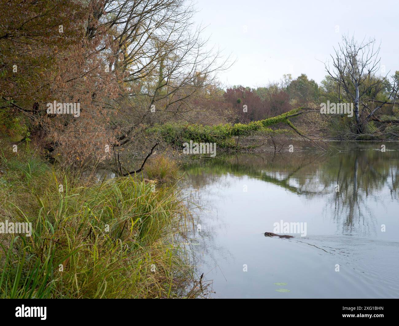 Nutria swimming on a lake Stock Photo - Alamy