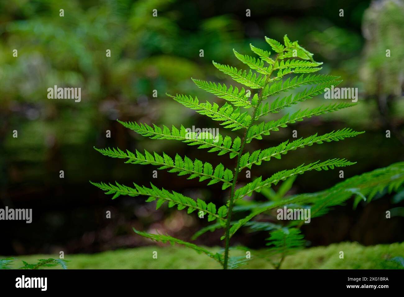 Filigree fern leaves in a close-up, surrounded by blurred forest ...