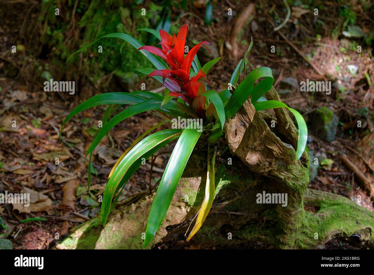 Scarlet Star lingulata, the droophead tufted air plant or scarlet star ...