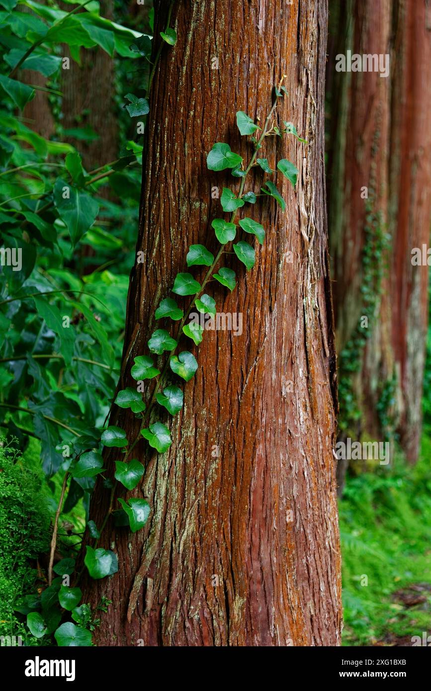 Green ivy in park hi-res stock photography and images - Alamy