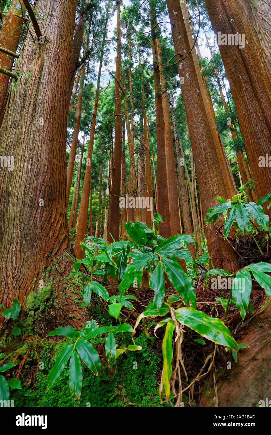 Tall, straight trees in the forest, surrounded by dense undergrowth and ...
