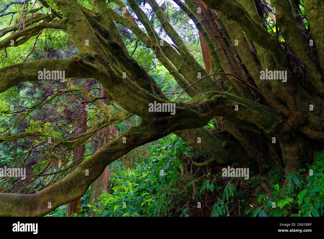 An old tree with thick, moss-covered branches, surrounded by dense ...