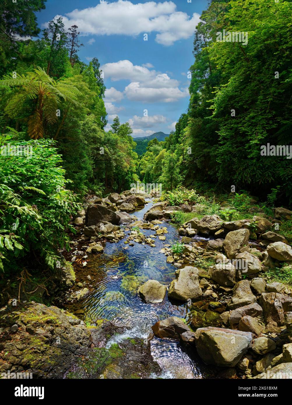 A calm stream flowing through a wooded area with large rocks and dense ...