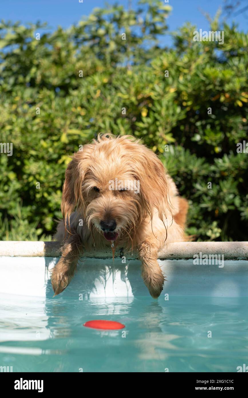 Mini Goldendoodle at the pool in summer heat, cross between Golden ...