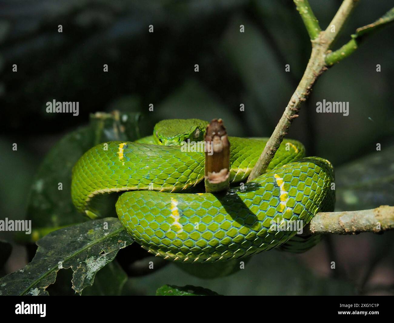 Bothriechis lateralis (Bothriechis lateralis) curled up on a branch in ...