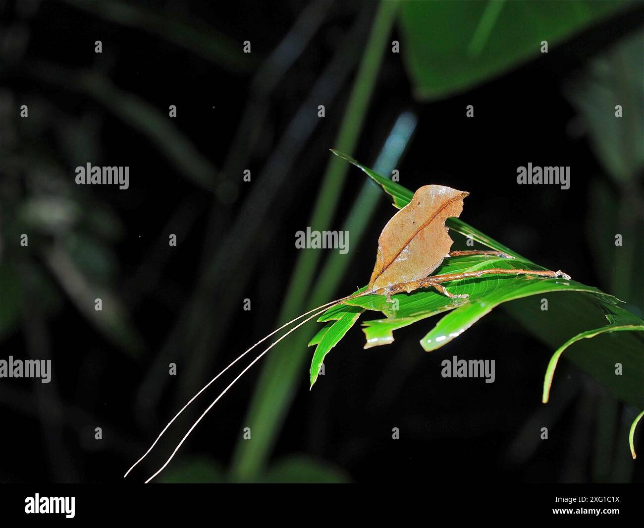 A camouflaged insect, Leaf insect (Mimetica mortuifolia), resting on a ...