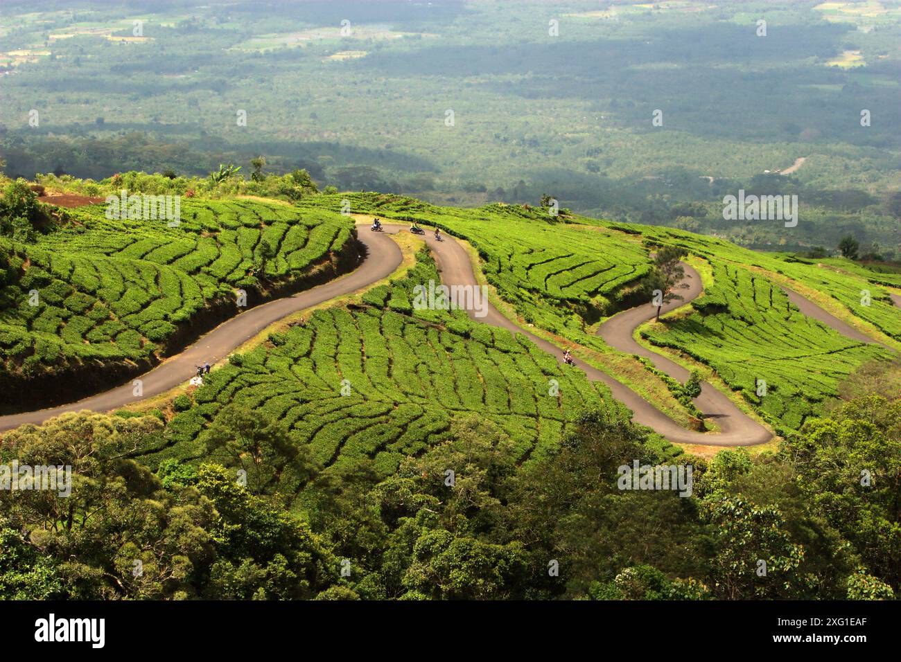Motorists riding on the road that stretches between tea plantation at ...
