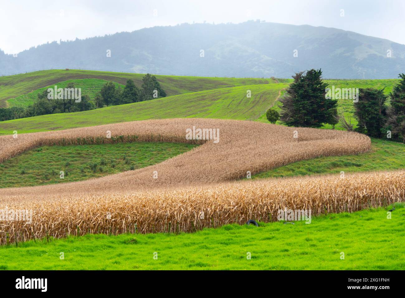 Agricultural Field in Waikato Region - New Zealand Stock Photo - Alamy