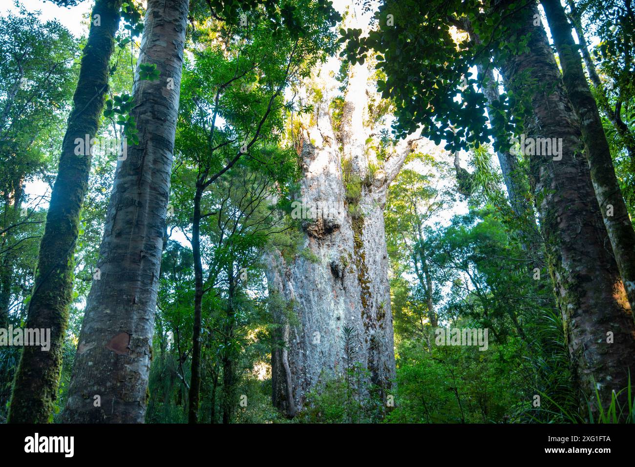 'Te Matua Ngahere' Kauri Tree - New Zealand Stock Photo - Alamy