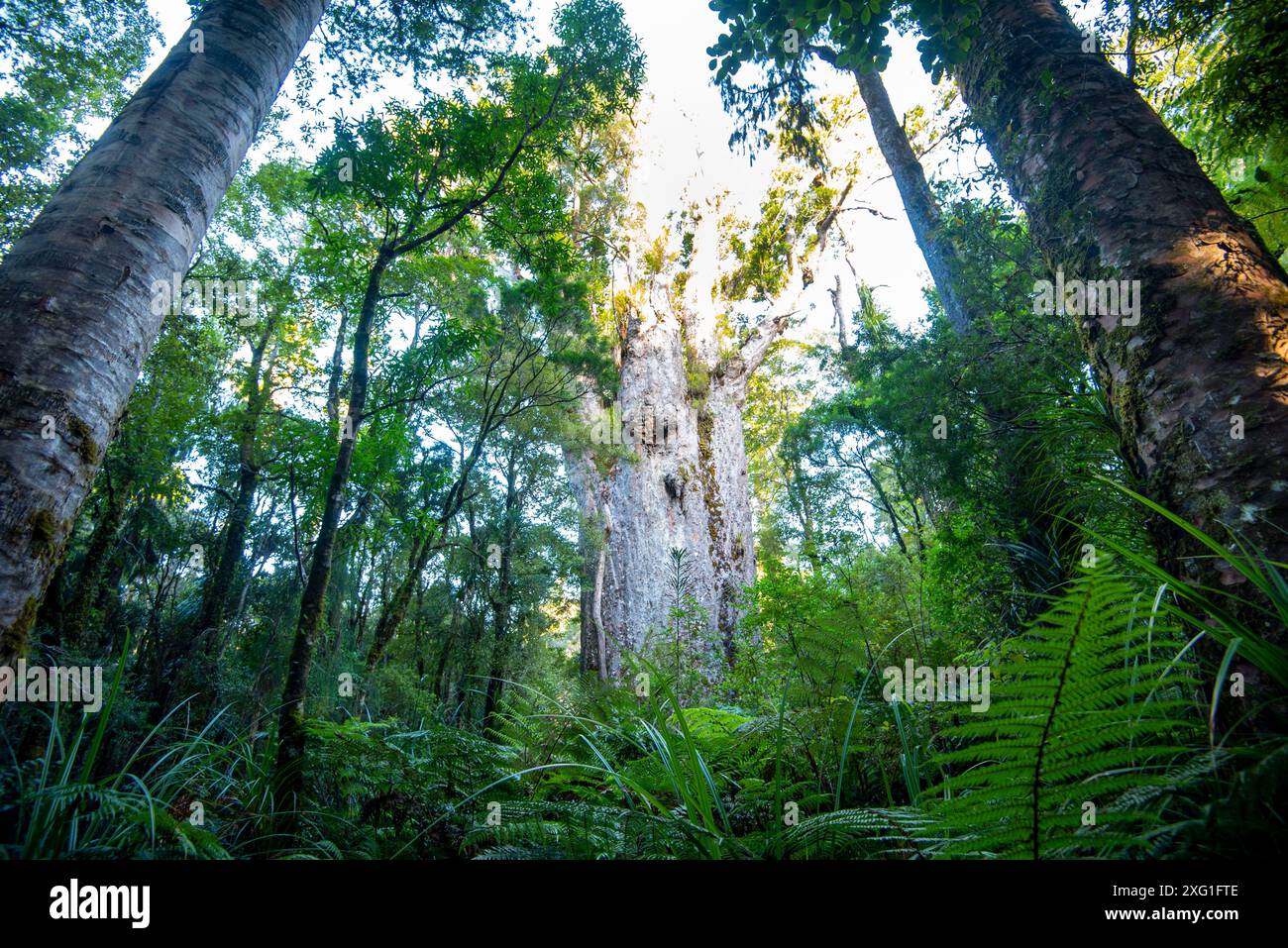 Matua new zealand hi-res stock photography and images - Alamy