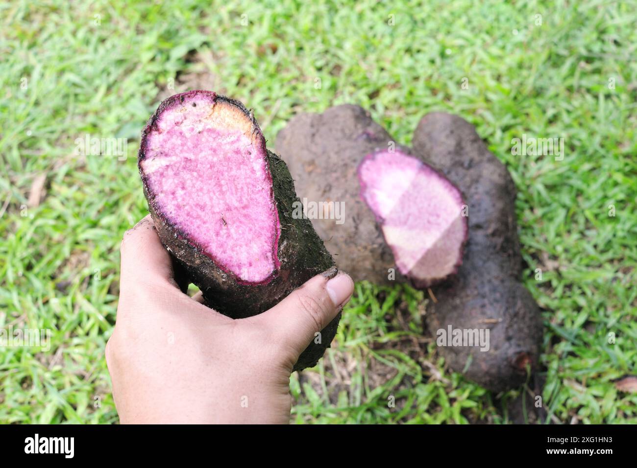 Dioscorea alata hi-res stock photography and images - Alamy