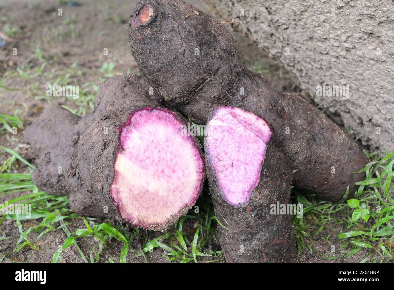 Dioscorea alata hi-res stock photography and images - Alamy