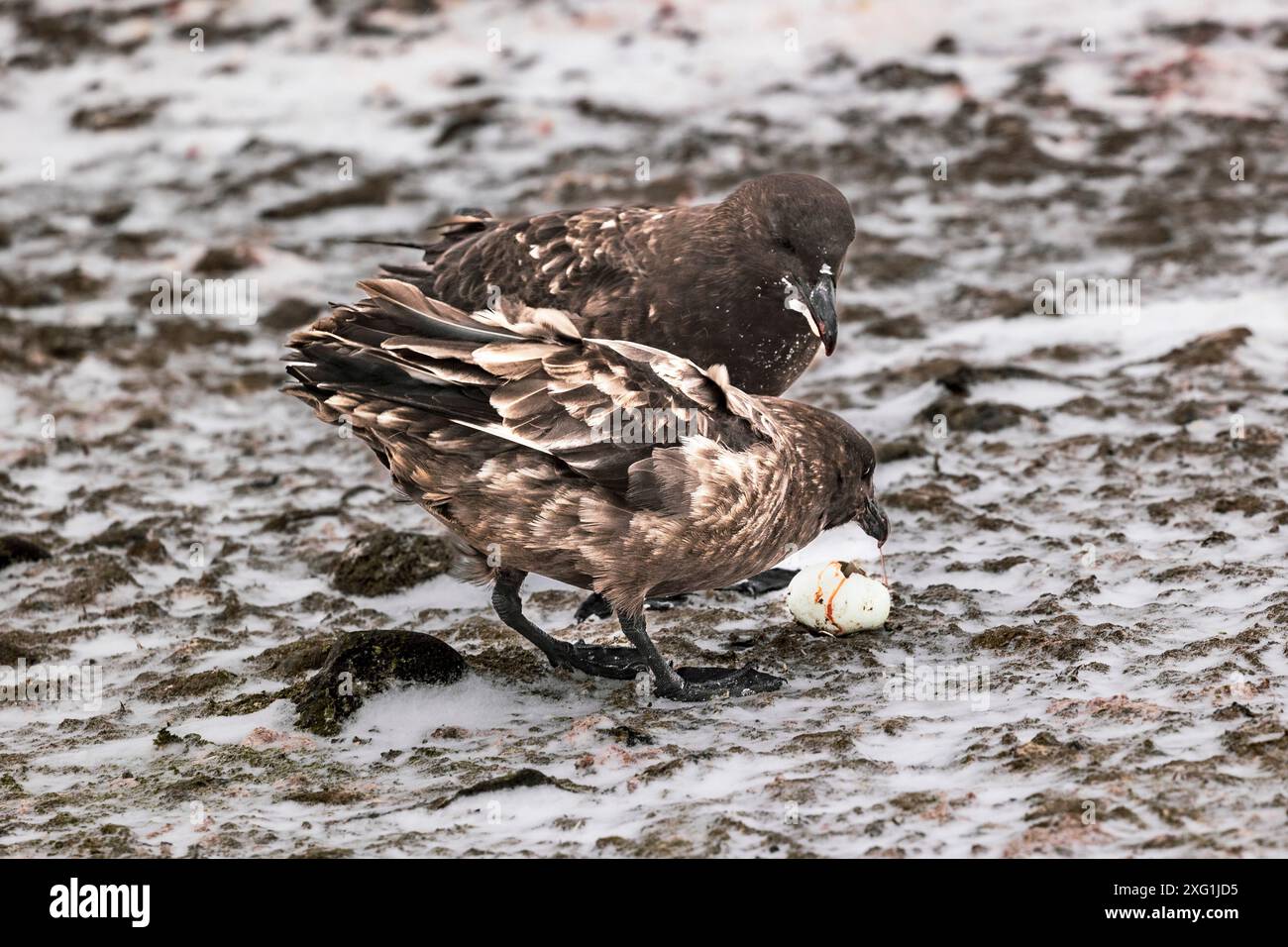 Brown Skua eating a penguin egg, Barrientos Island, Antarctica ...