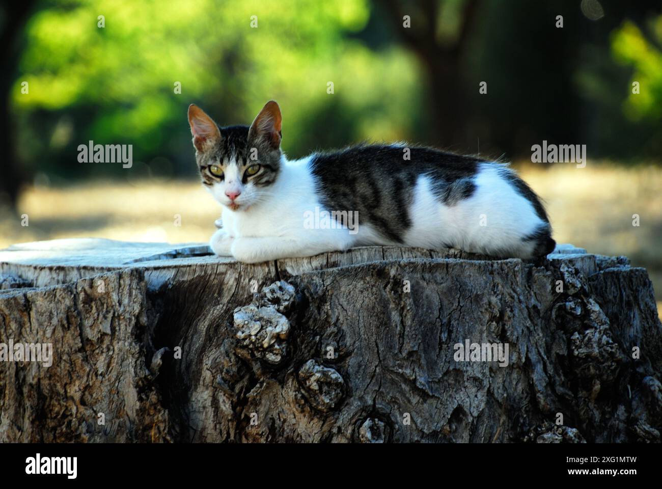 Calm cats hi-res stock photography and images - Alamy