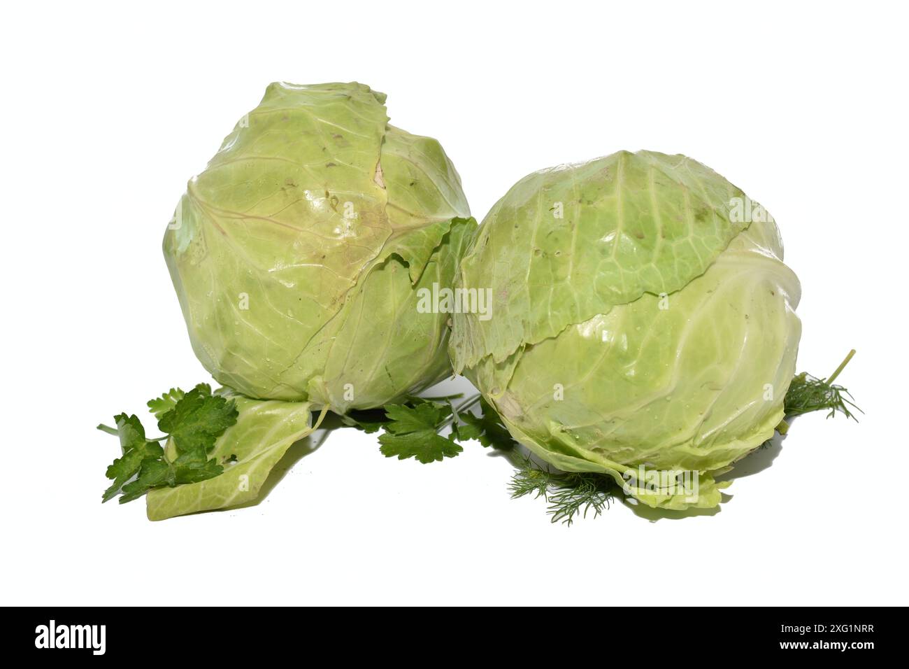 Two heads of cabbage with parsley leaves lie on a white background ...