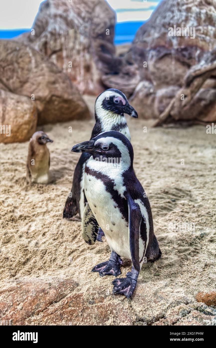 family of penguins with baby resting on sand, rocks in the back Stock ...