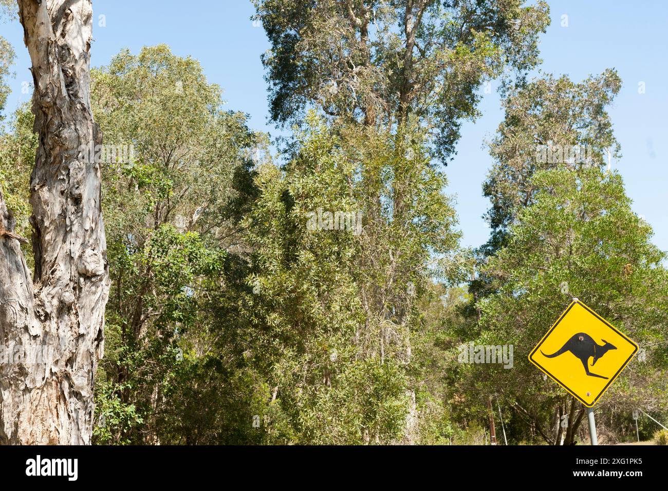 Yellow and black roadside warning sign with kangaroo silhouette with ...