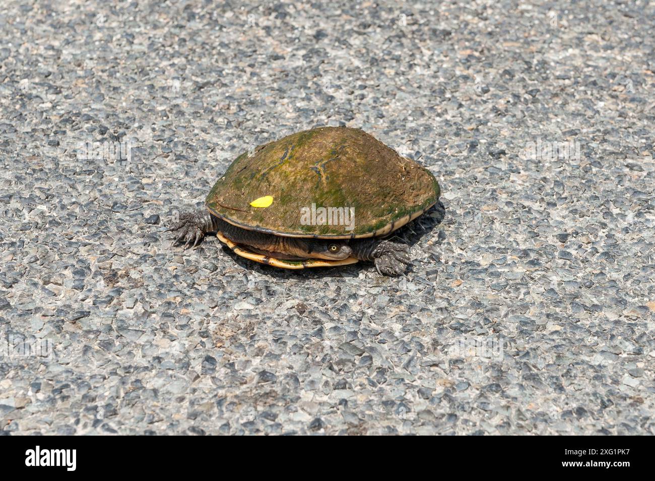 One lost snake-necked turtle in danger of being run-over on Australian ...
