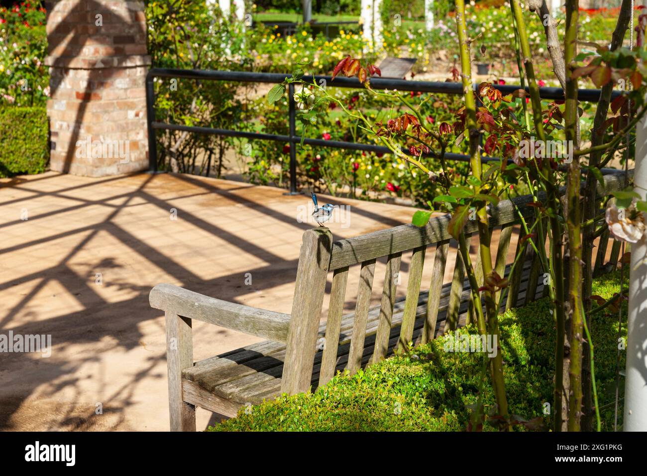 Outdoor porch or deck area surrounded by garden with blue wren on chair ...
