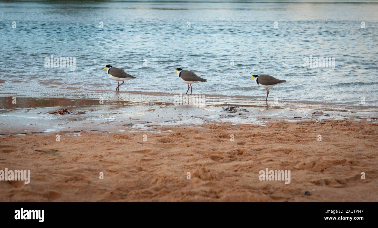Three spur-winged plover standing in line at waters edge Stock Photo ...
