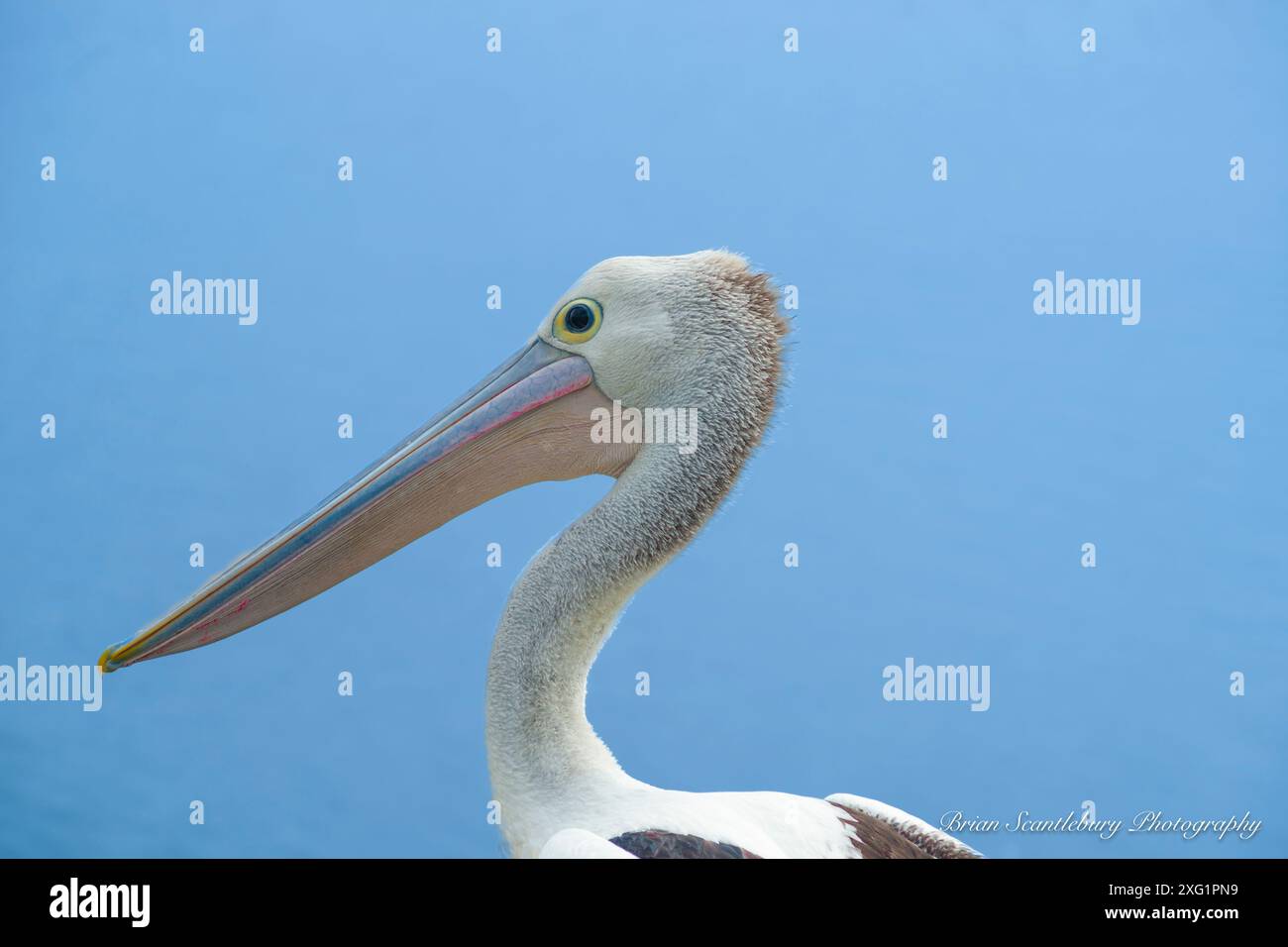 Walk and cycleway through Matua Salt Marsh Tauranga New Zealand Stock ...