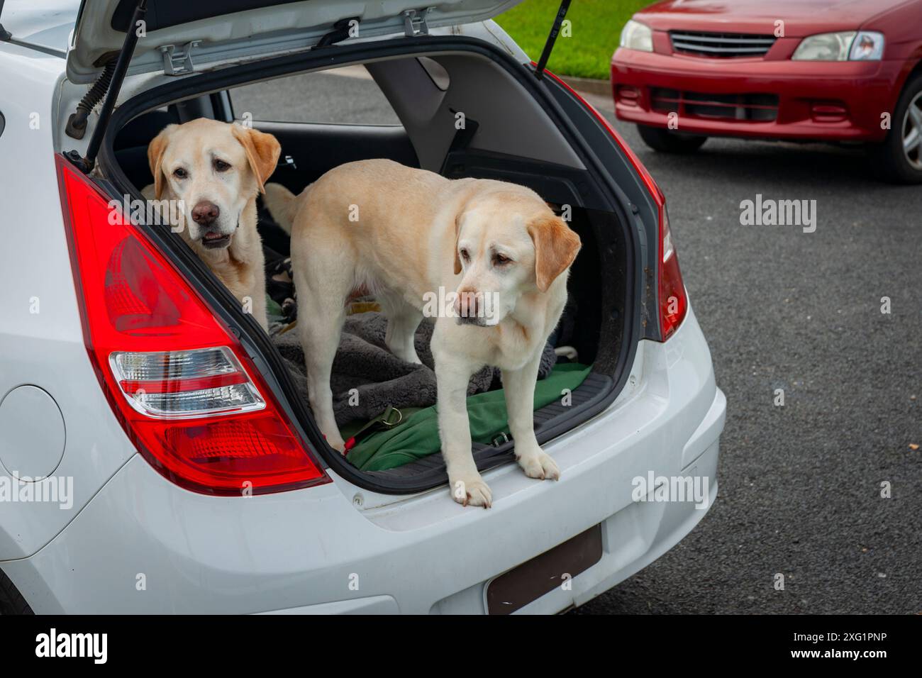 Labrador retriever in back vehicle hi-res stock photography and images ...