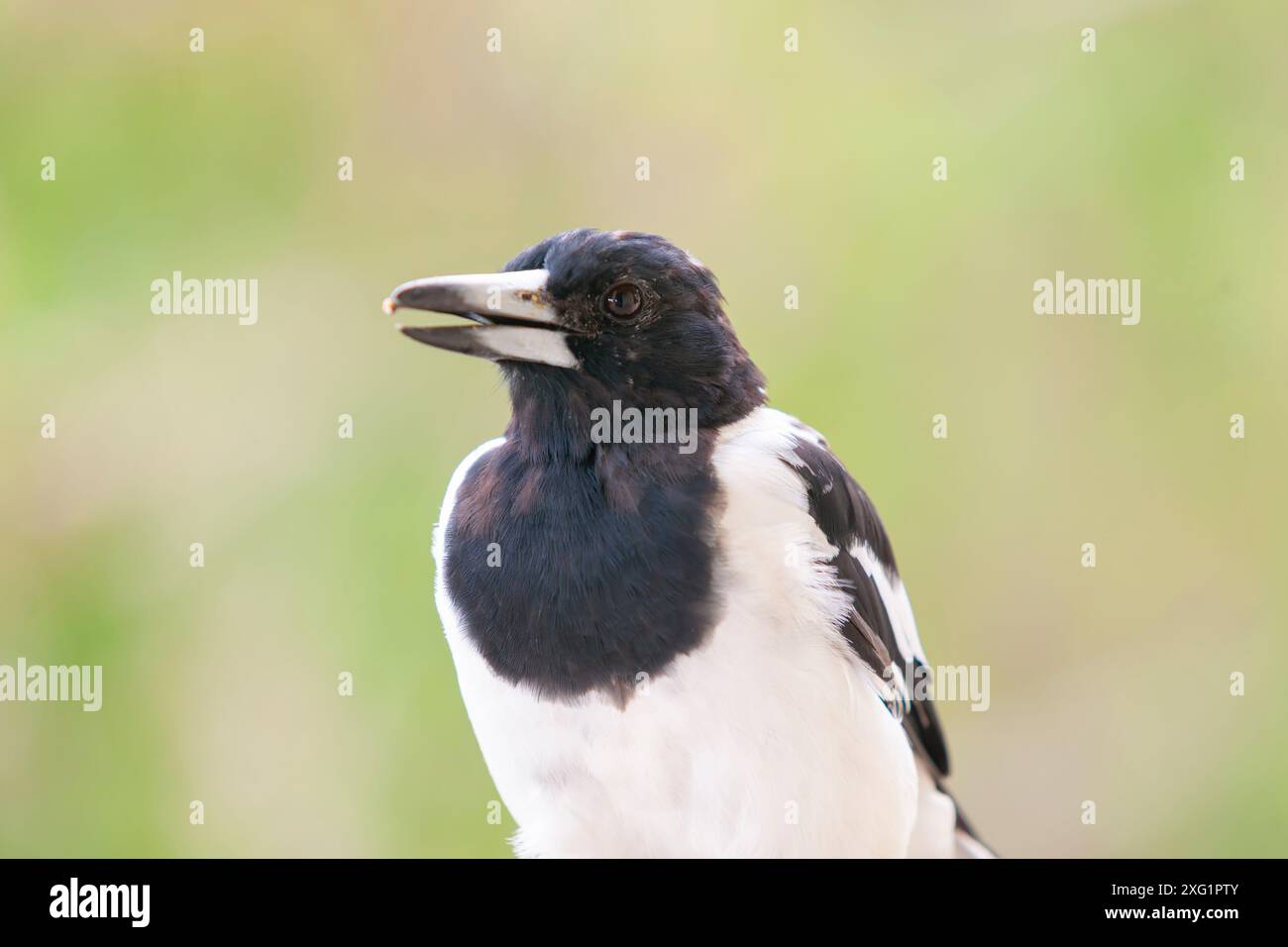 Butcher bird beak slightly open on green bokeh background Stock Photo ...