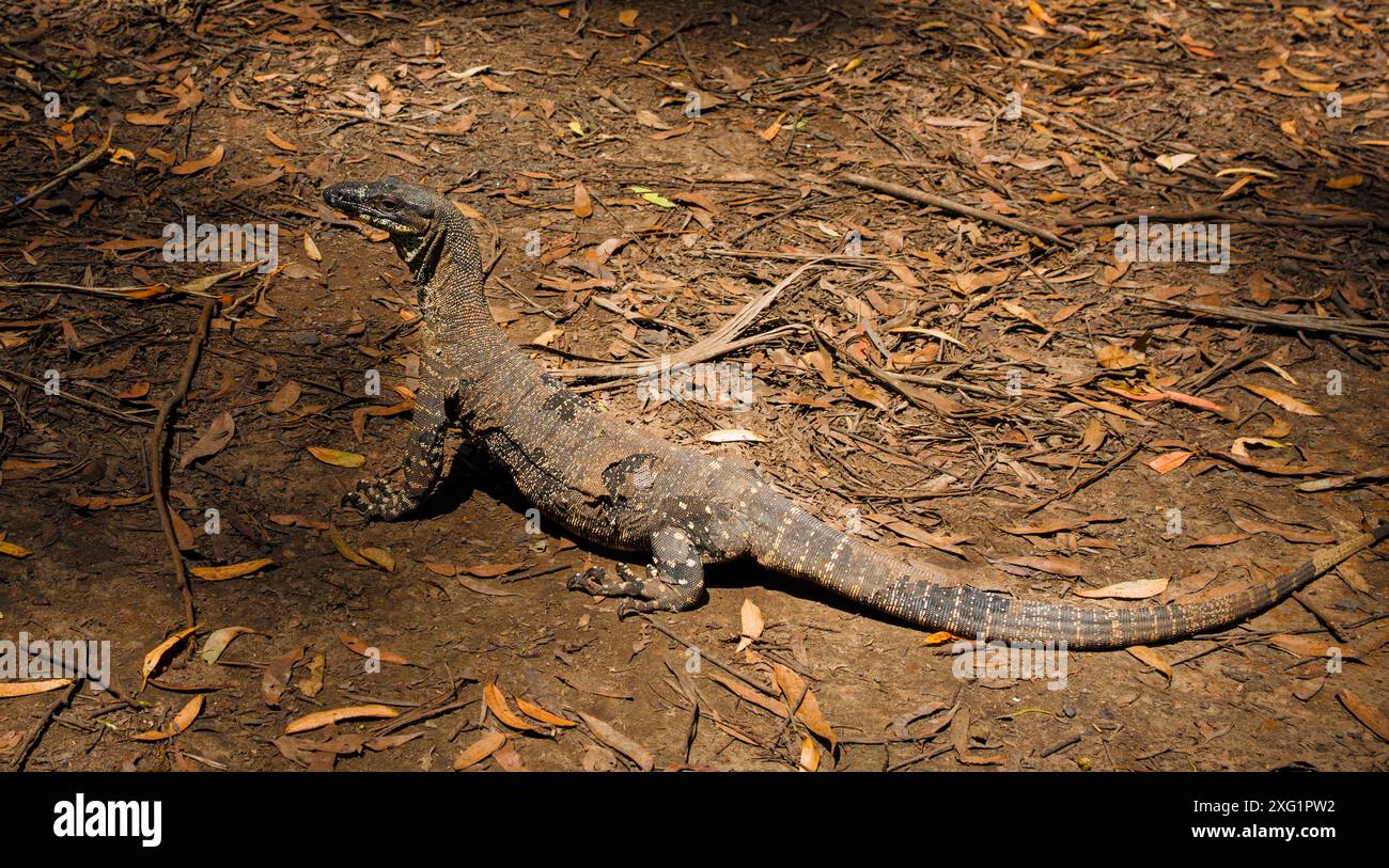 Australian monitor lizard or goanna Stock Photo - Alamy