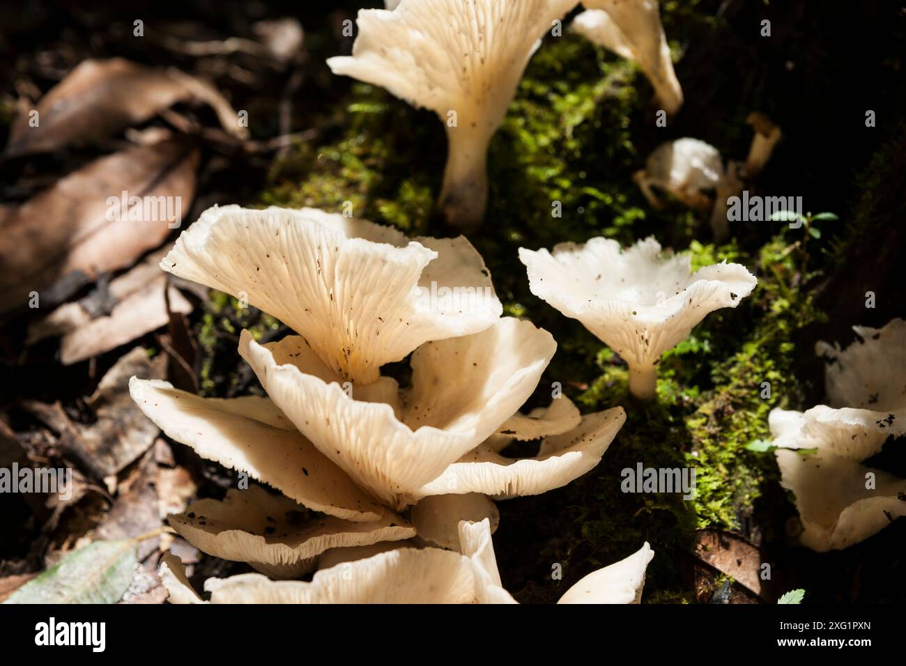 Angel’s wings mushroom hi-res stock photography and images - Alamy