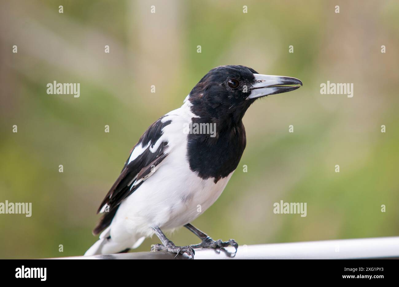 Pied butcher bird australia hi-res stock photography and images - Alamy