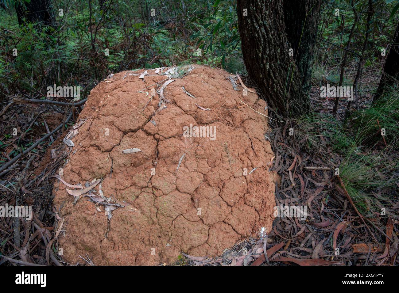 Ball shaped termite mound Gibraltar Range National Park Australia Stock ...