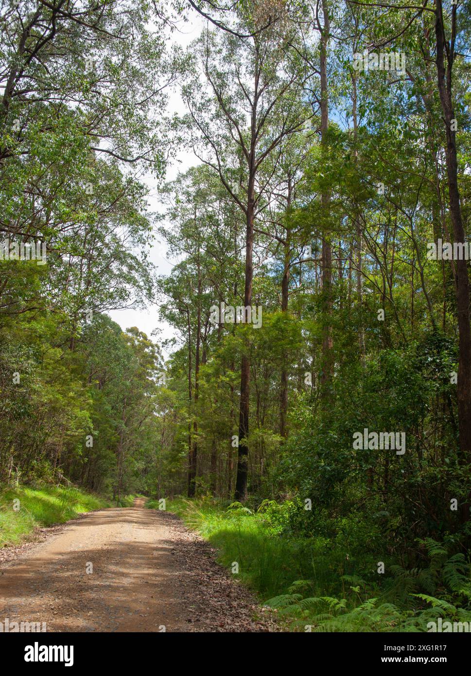 Dirt road between tall eucalyptus forest to Boundary Falls in Gibraltar ...