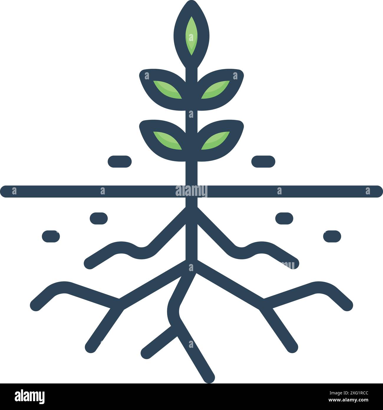 Rootlet Stock Vector Images - Alamy