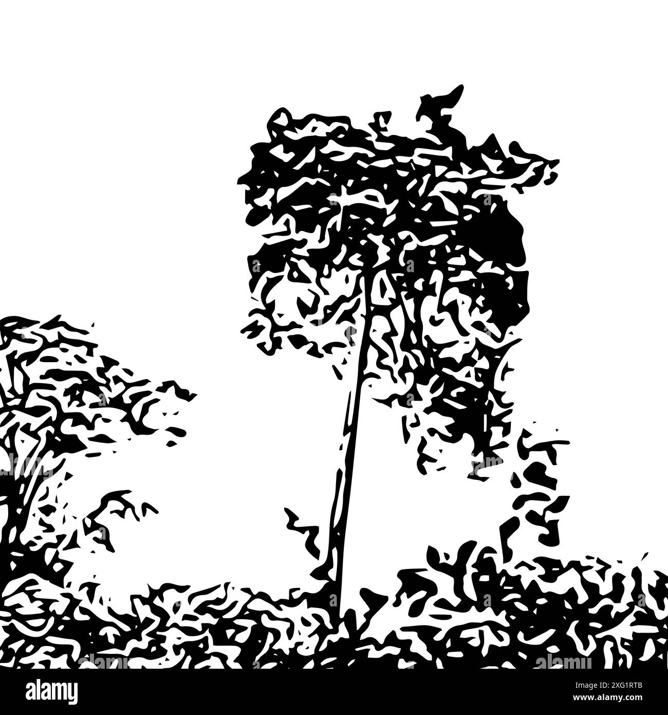 Beautiful maritime pine tree shapes using as a background or texture ...