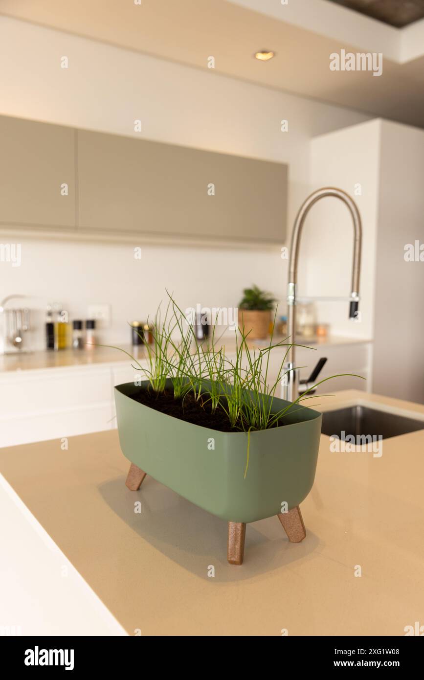 Growing herbs in modern kitchen, green planter on countertop near sink ...