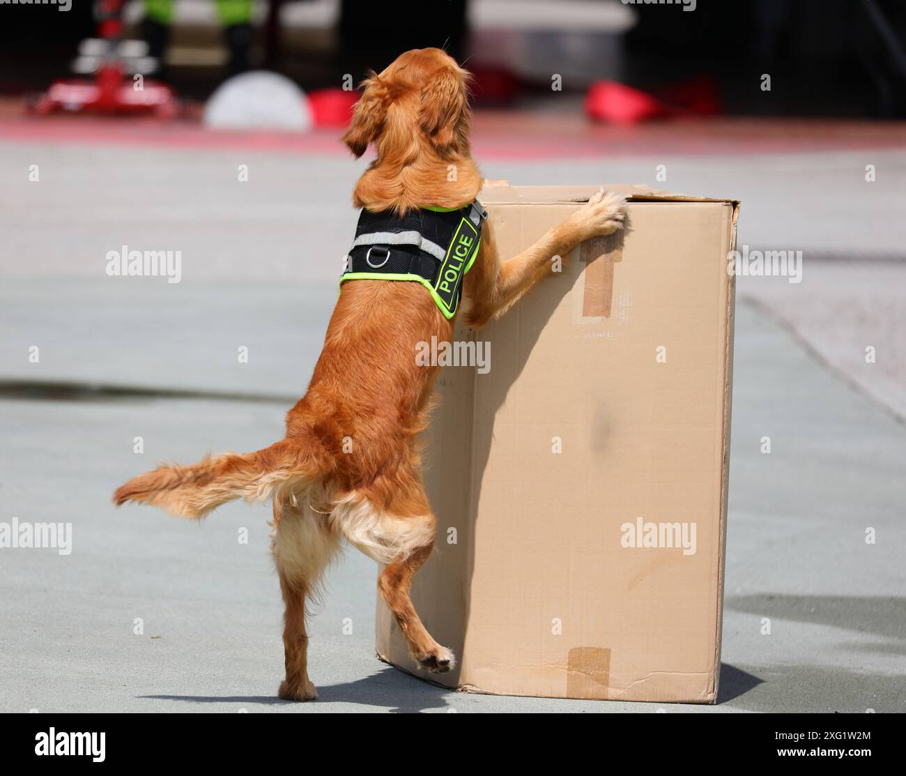 trained retriever dog sniffing out illegal substances hidden inside a ...