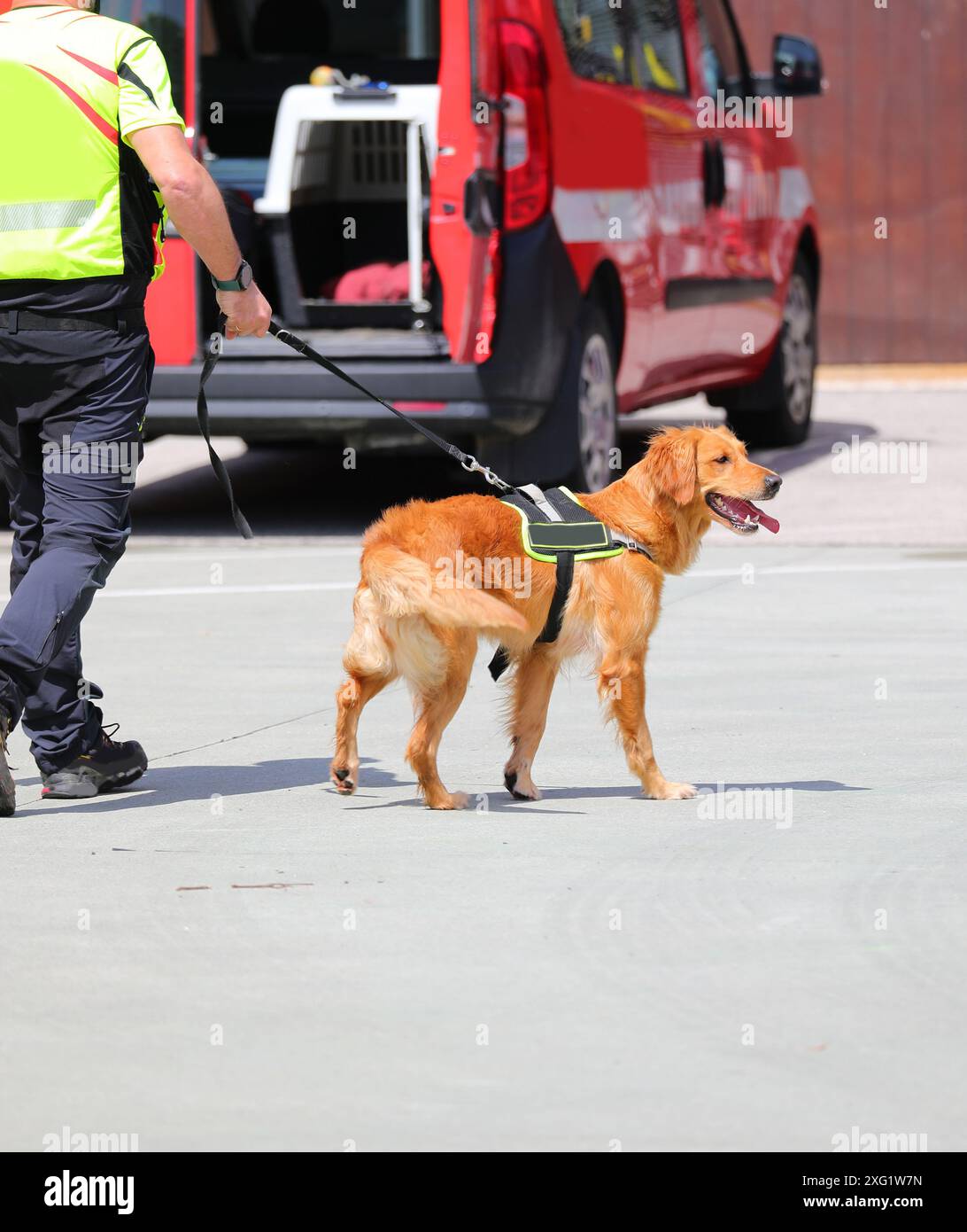 trained search and rescue dog from the K-9 unit of the fire department ...