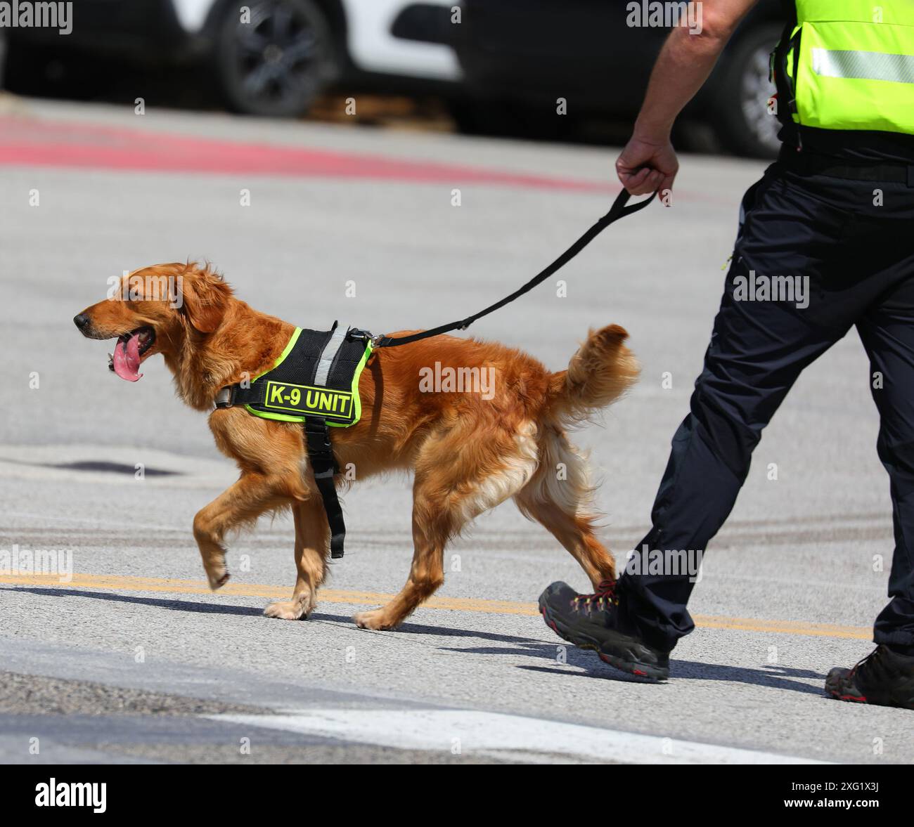 missing persons search and rescue Retriever dog wearing a K9 Unit vest ...